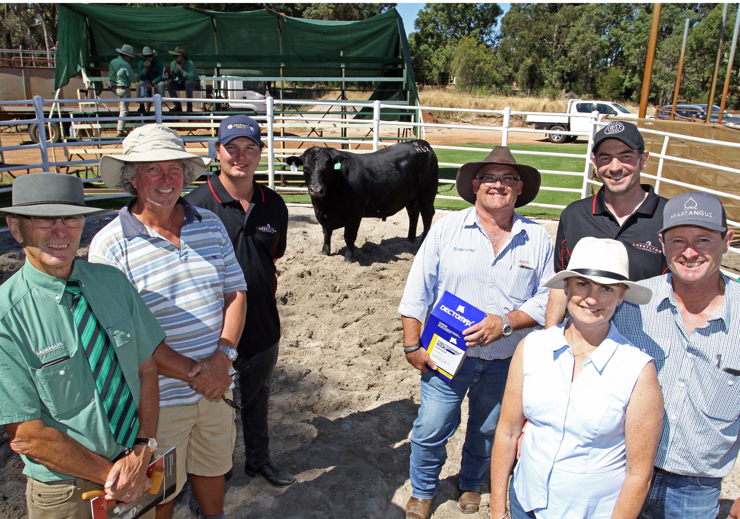 Heart Angus adds new sire from WA - Heart Angus