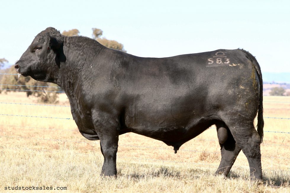 Homepage - Heart Angus