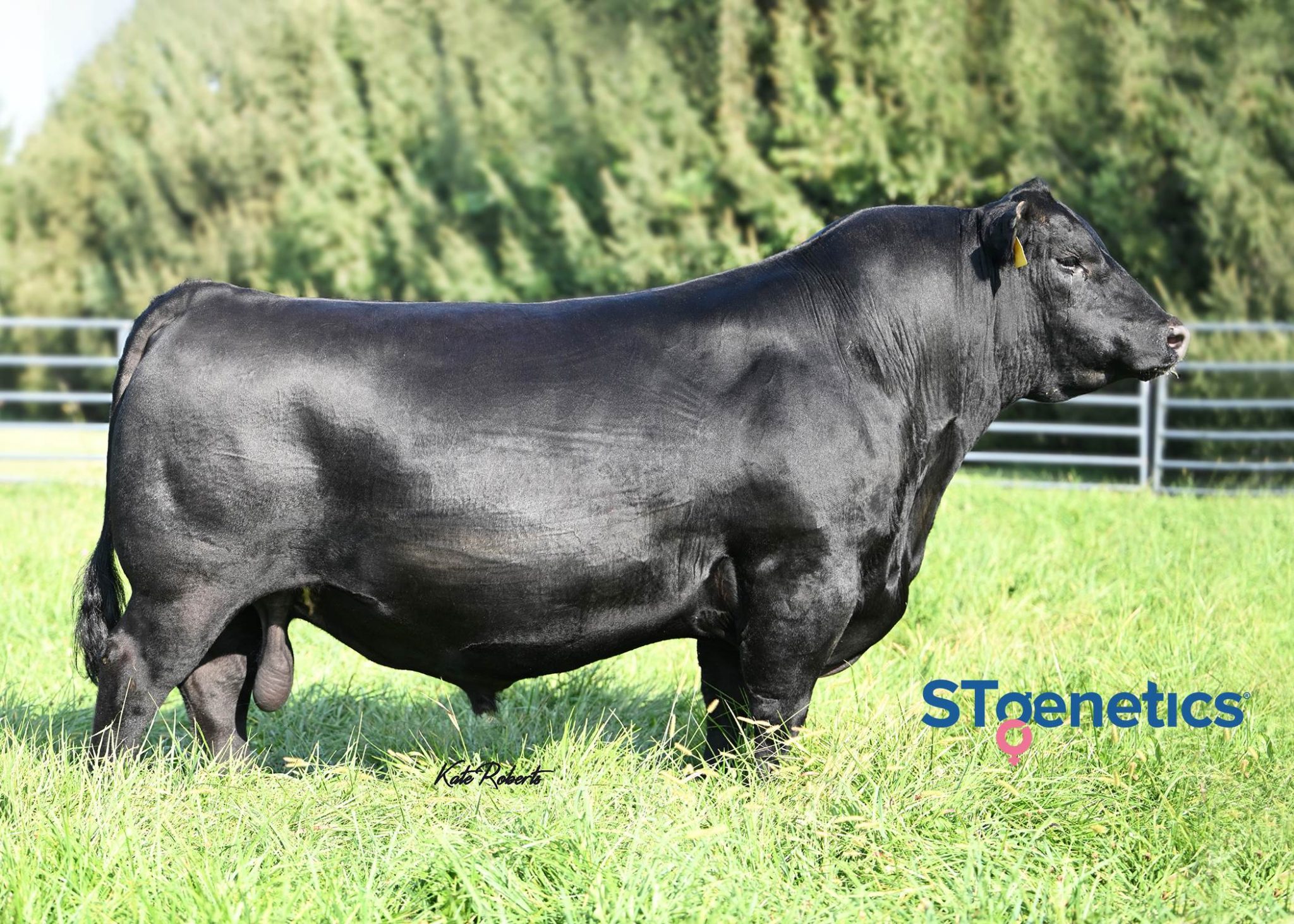 Sires - Heart Angus